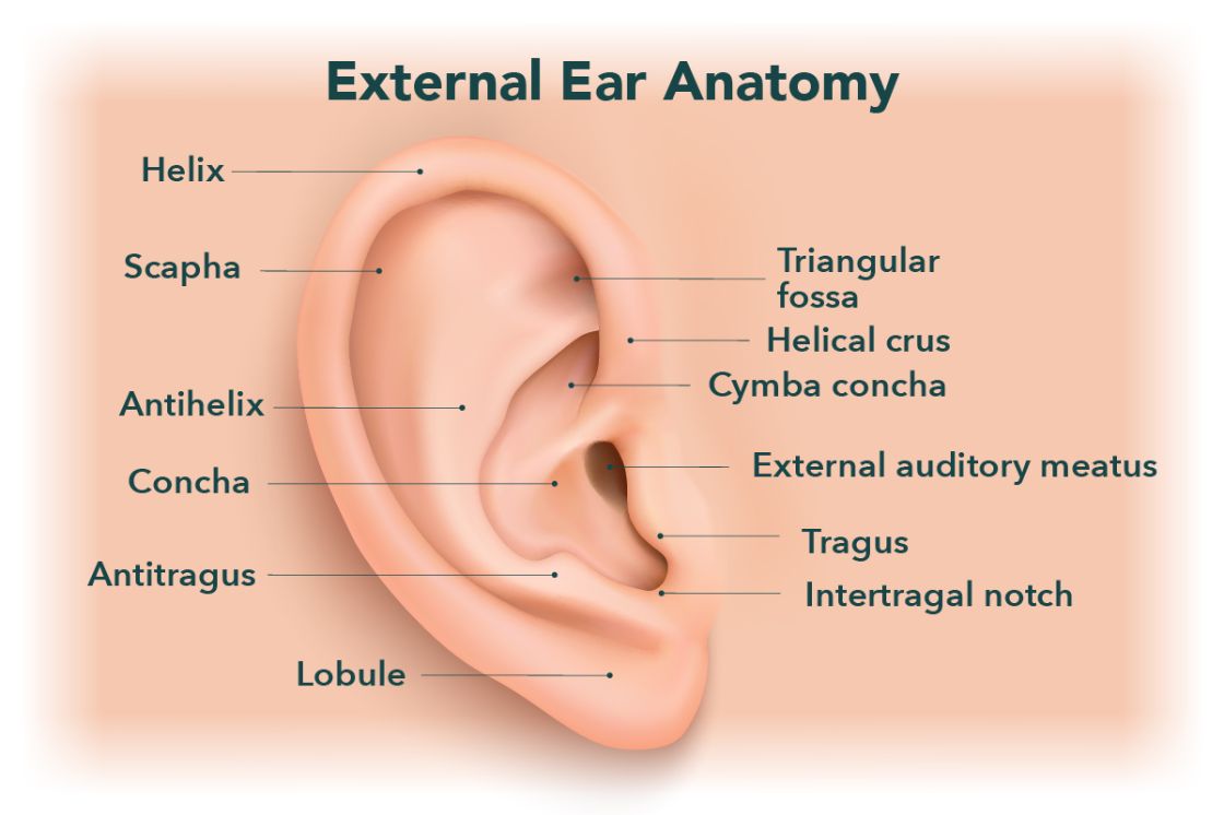 Ear shapes: Differences & effects on hearing | Miracle-Ear